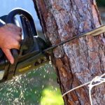 3 Tips for Removing Dead Trees From Your Property | RISMedia\'s Housecall