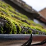 close-up-shallow-focus-of-a-build-up-of-roof-moss-seen-adjacent-to ...